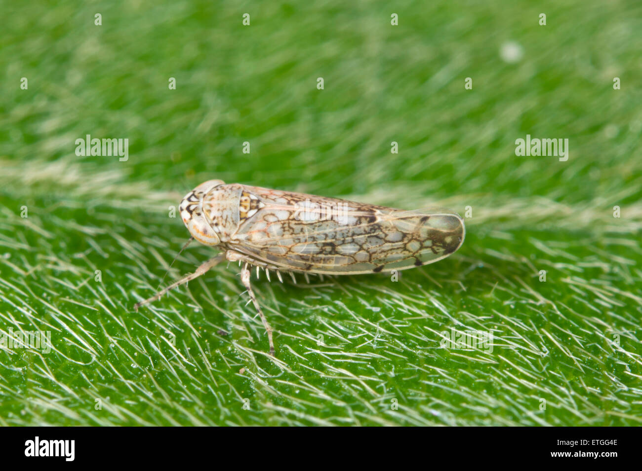 Leafhopper hi-res stock photography and images - Alamy