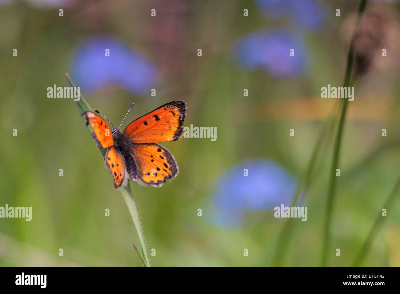 Lustrous Copper Butterfly on a background of forget-me-nots Stock Photo ...