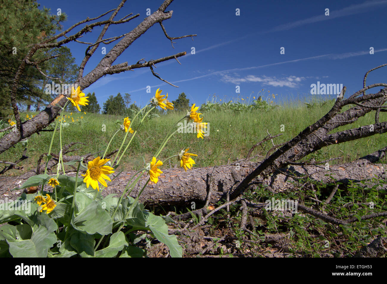 Arrow-leaved Balsam-root flowers with a fallen tree and blue sky Stock ...