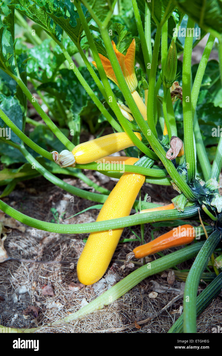Yellow Courgettes in the garden France Europe Stock Photo - Alamy