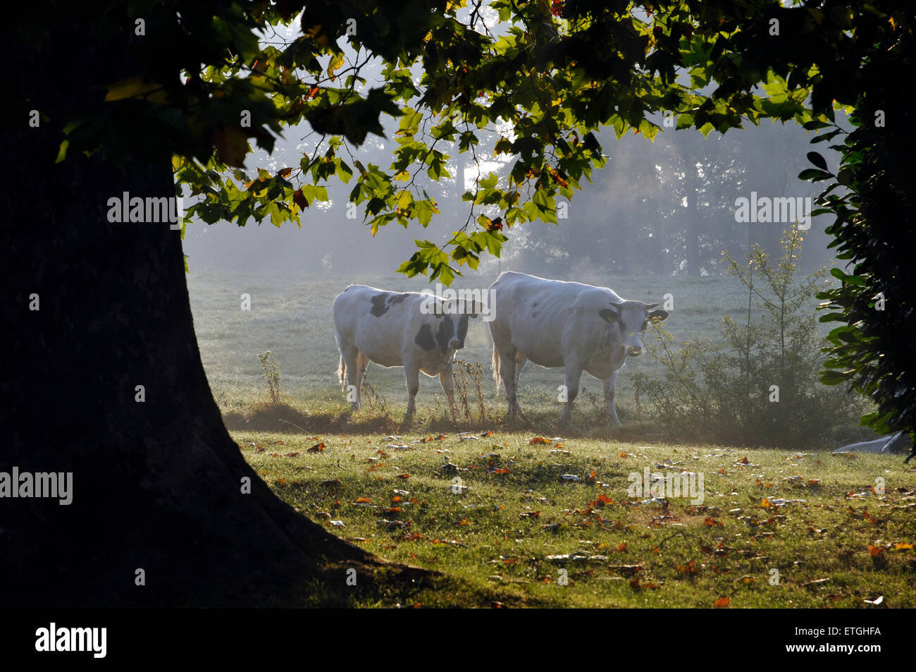 Tree and cows hi-res stock photography and images - Alamy