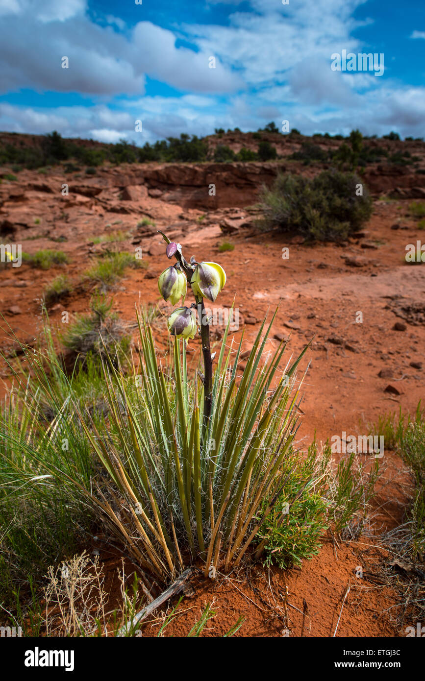 Yellow flowers utah hi-res stock photography and images - Alamy