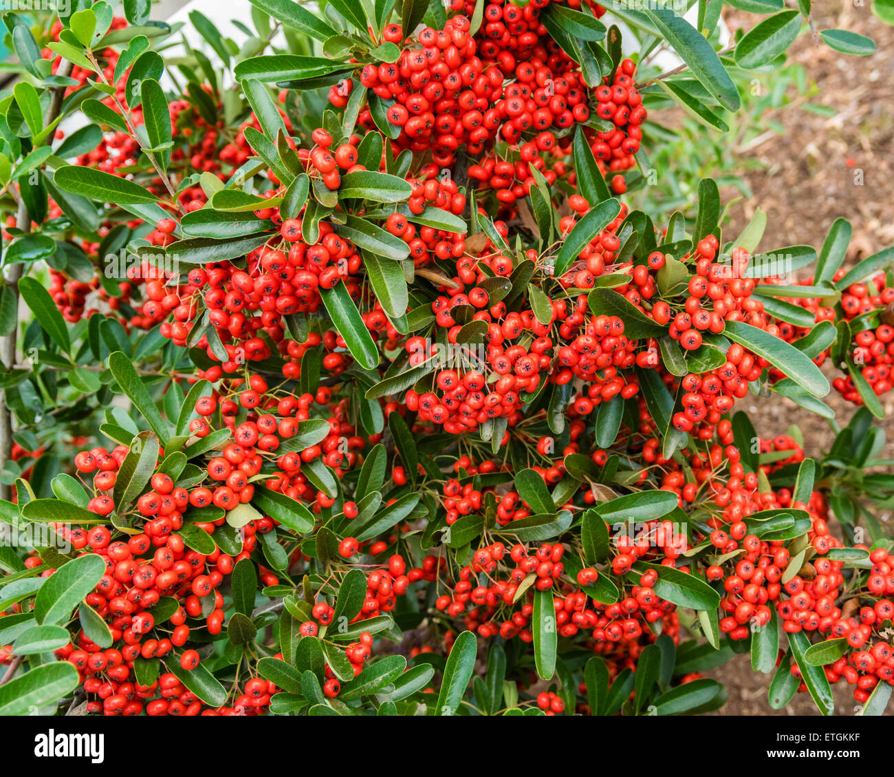 Shrub with red berries hi-res stock photography and images - Alamy