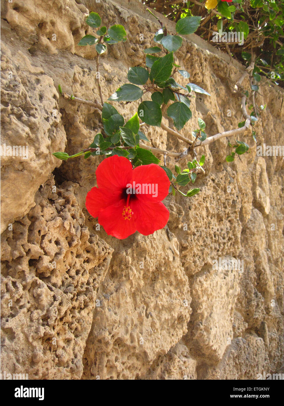 Fiji flower hi-res stock photography and images - Alamy