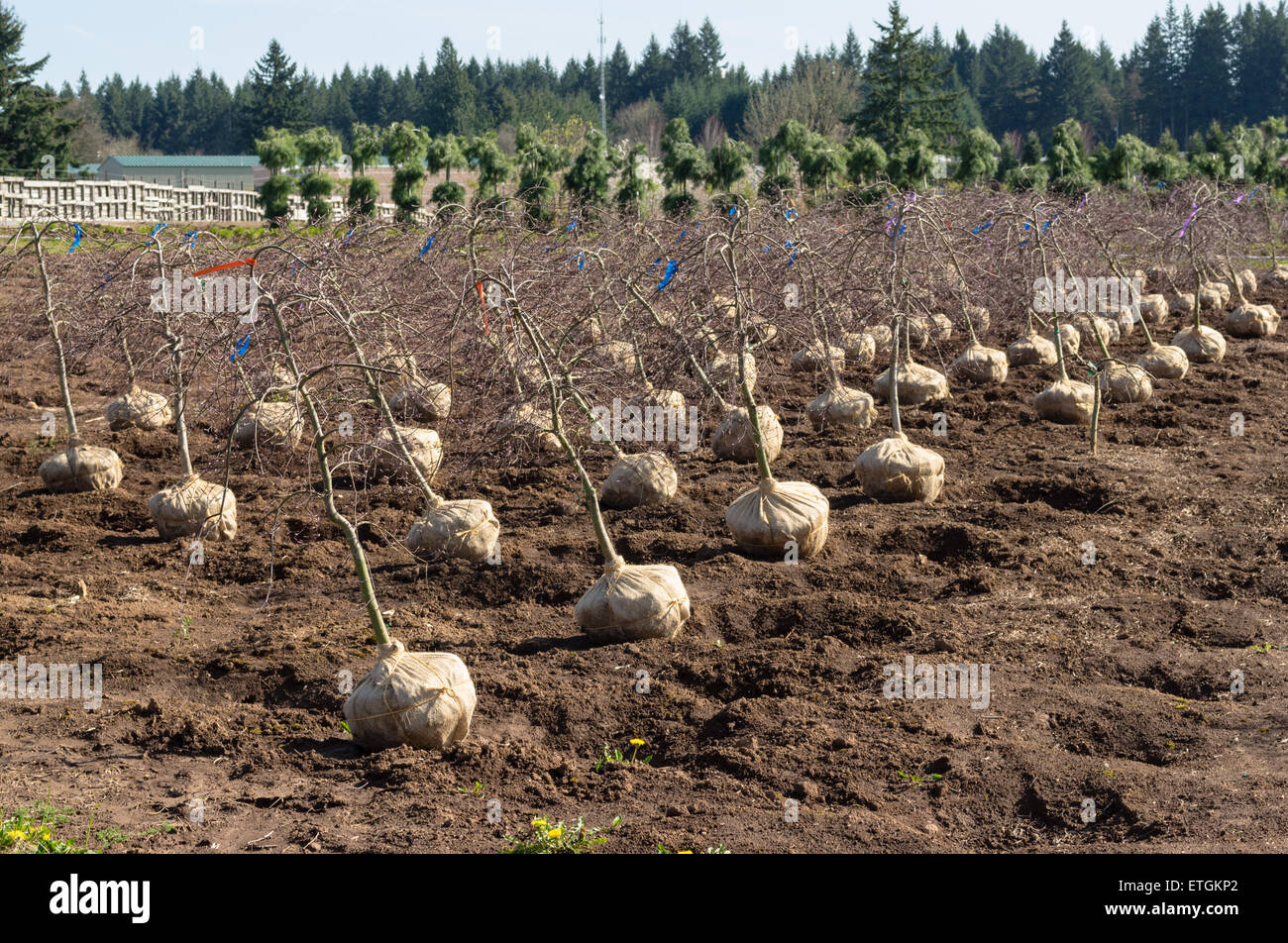 Nursery yard with freshly dug trees ready to ship Stock Photo - Alamy