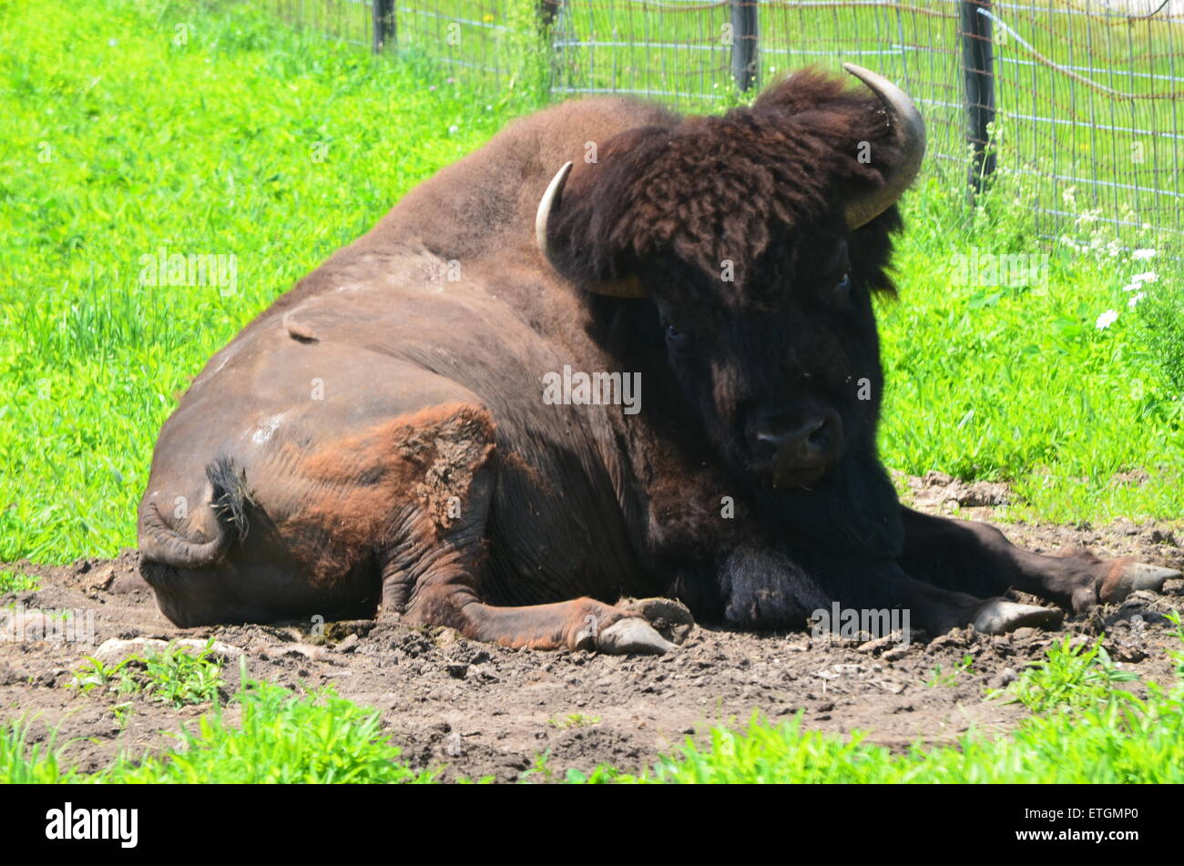Buffalo fence hi-res stock photography and images - Alamy