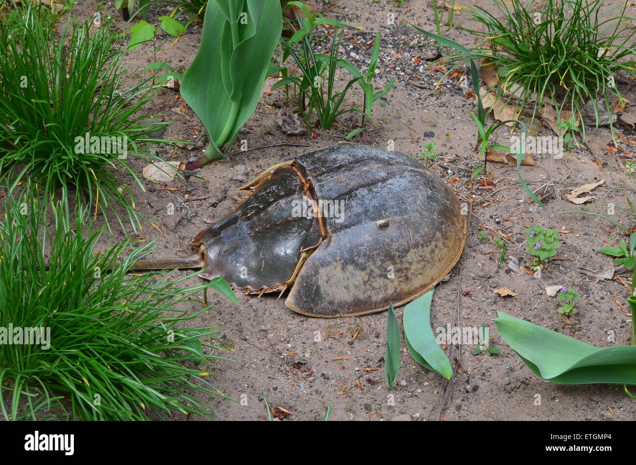 Horse shoe crab Stock Photo - Alamy