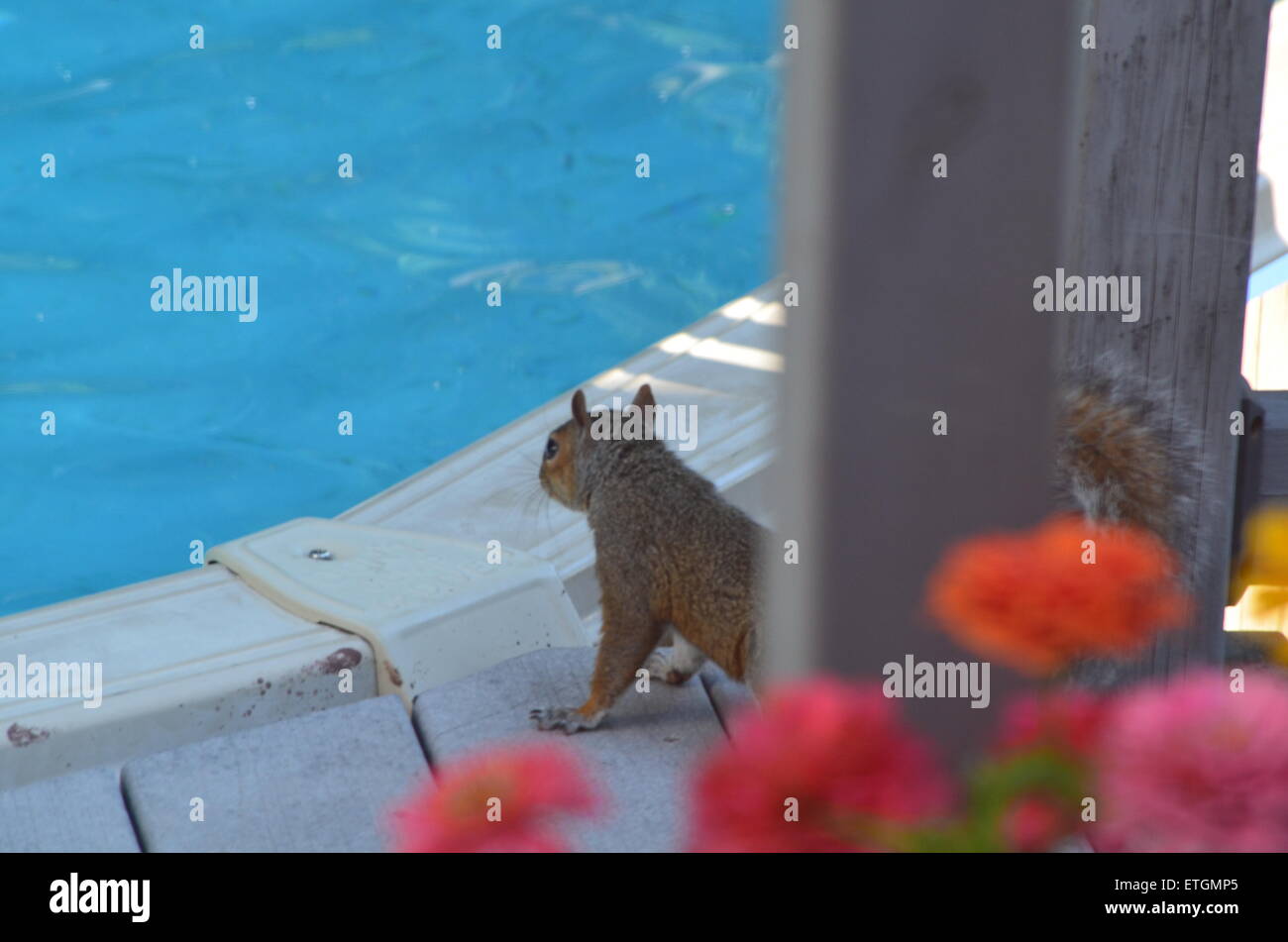Squirrel looking in the pool Stock Photo - Alamy