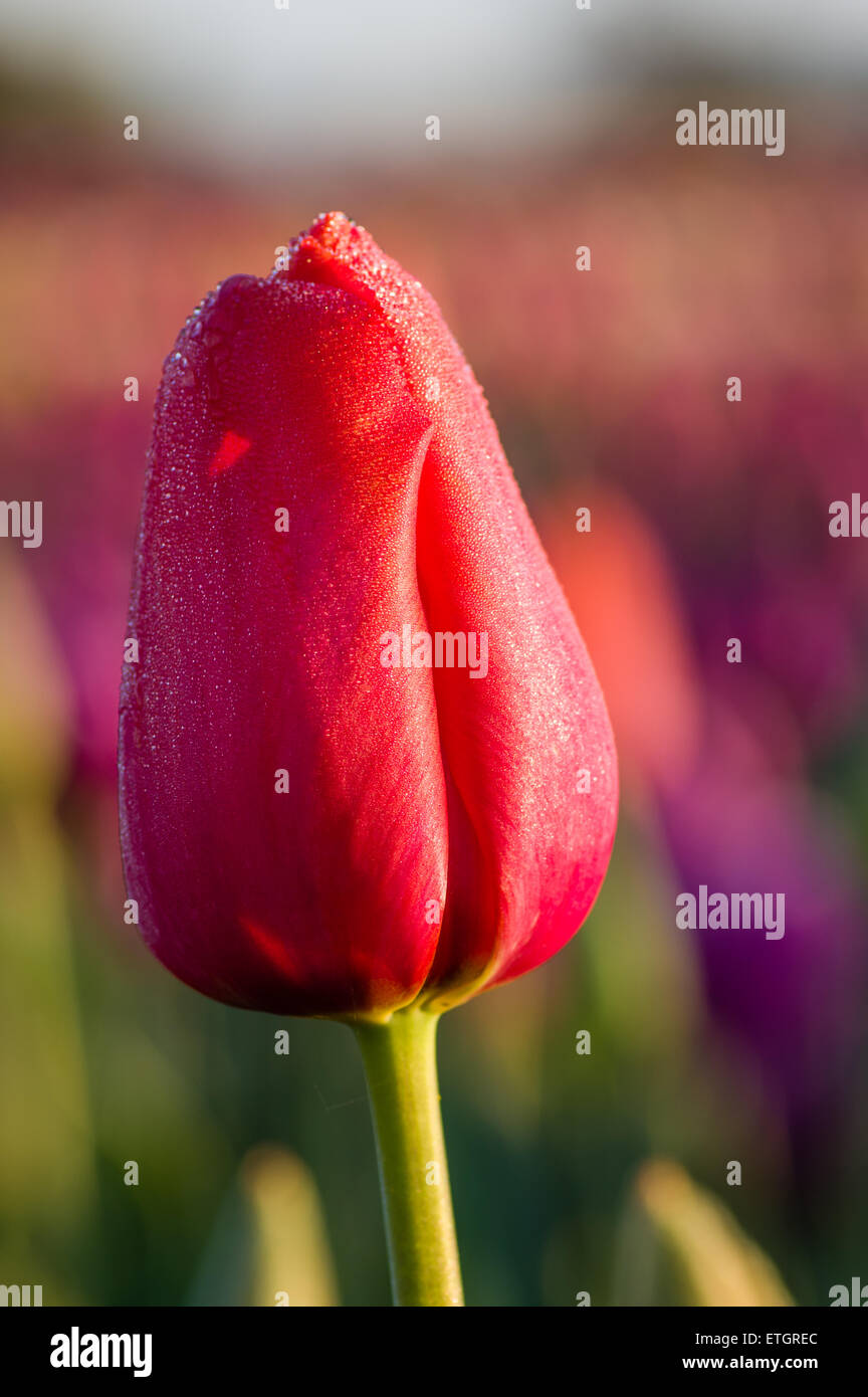 Tulip flower in bloom hi-res stock photography and images - Alamy