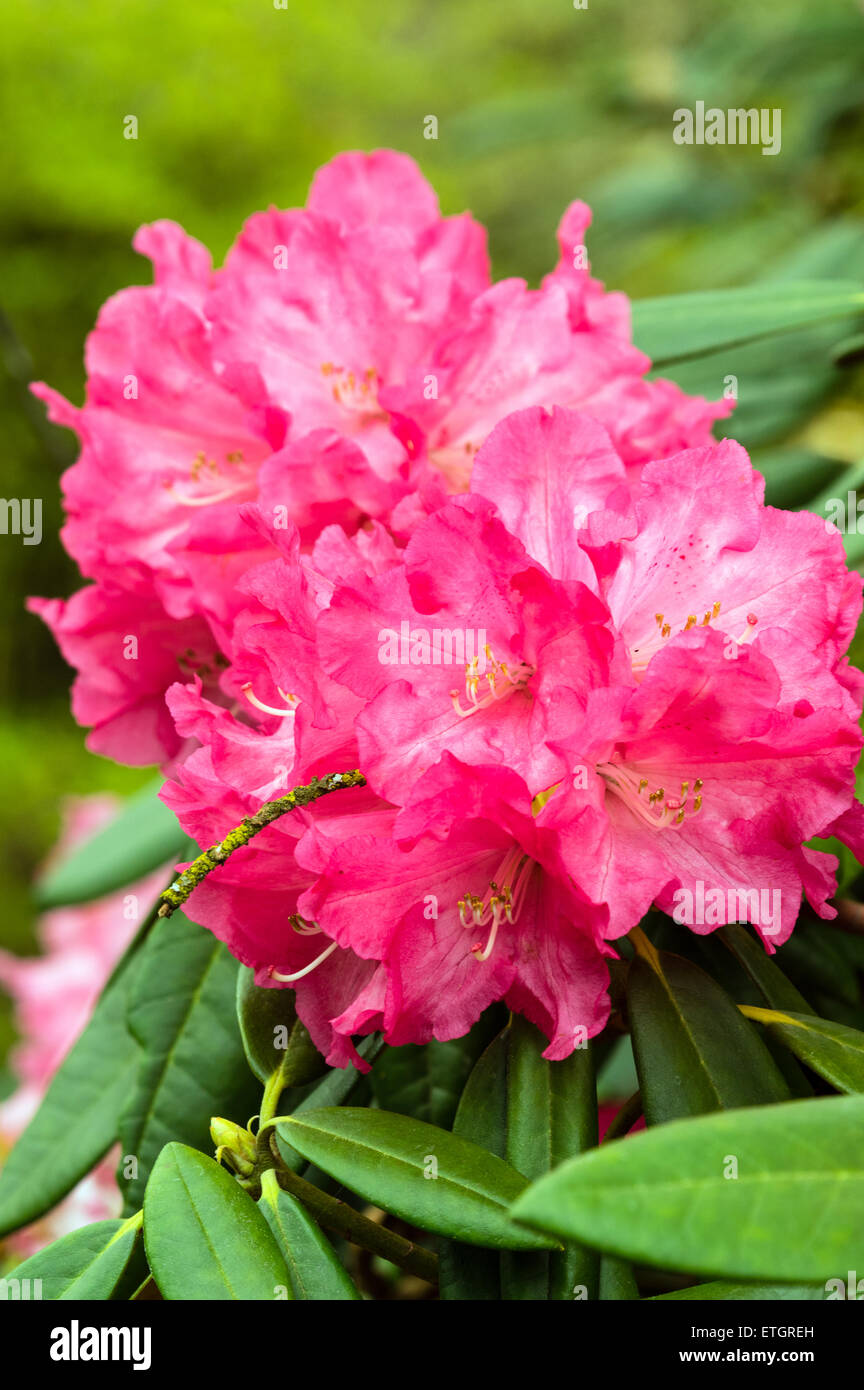 Pink Rhododendron flower blooming in the garden Stock Photo - Alamy