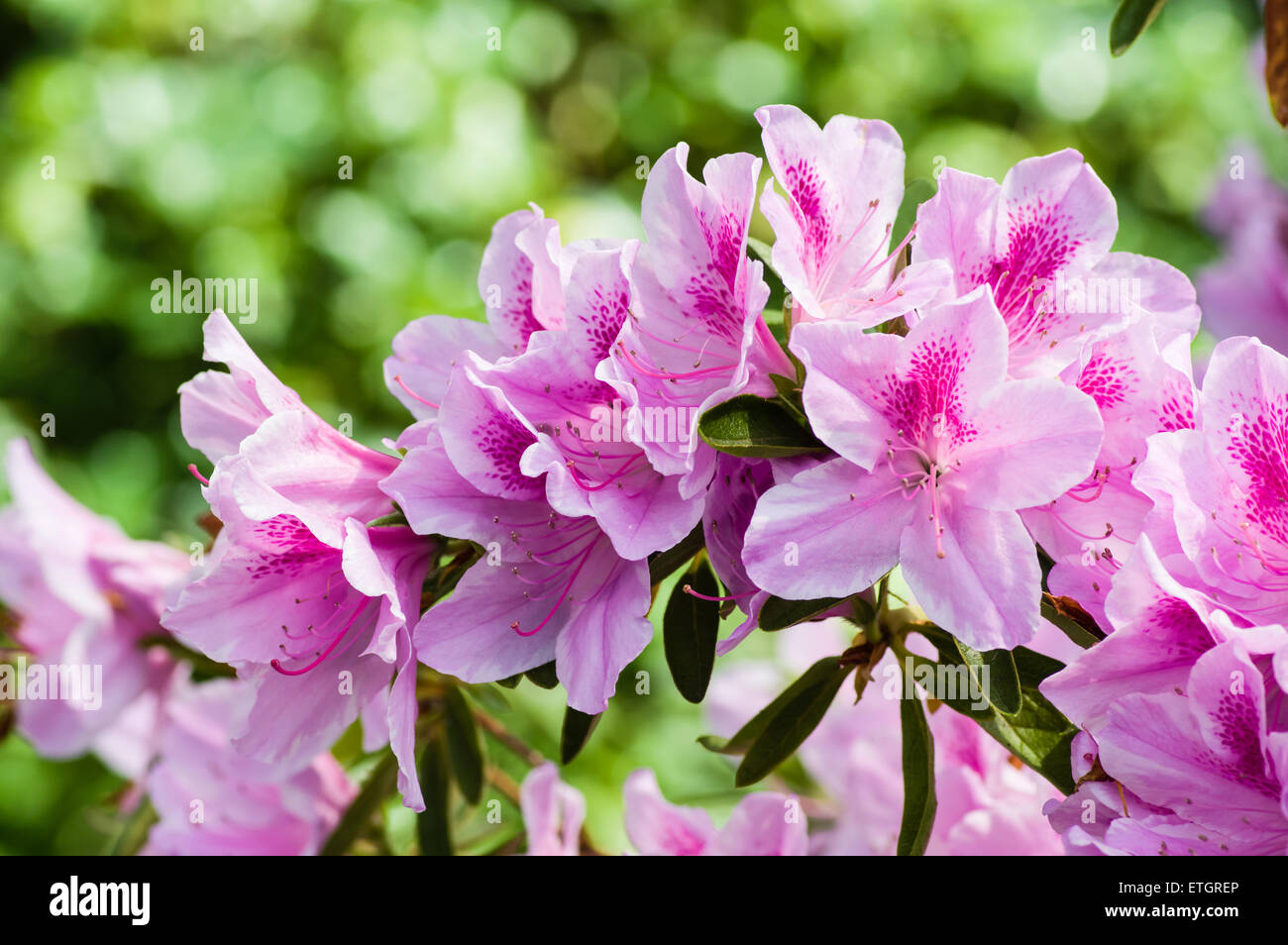 Pink azalea bush hi-res stock photography and images - Alamy