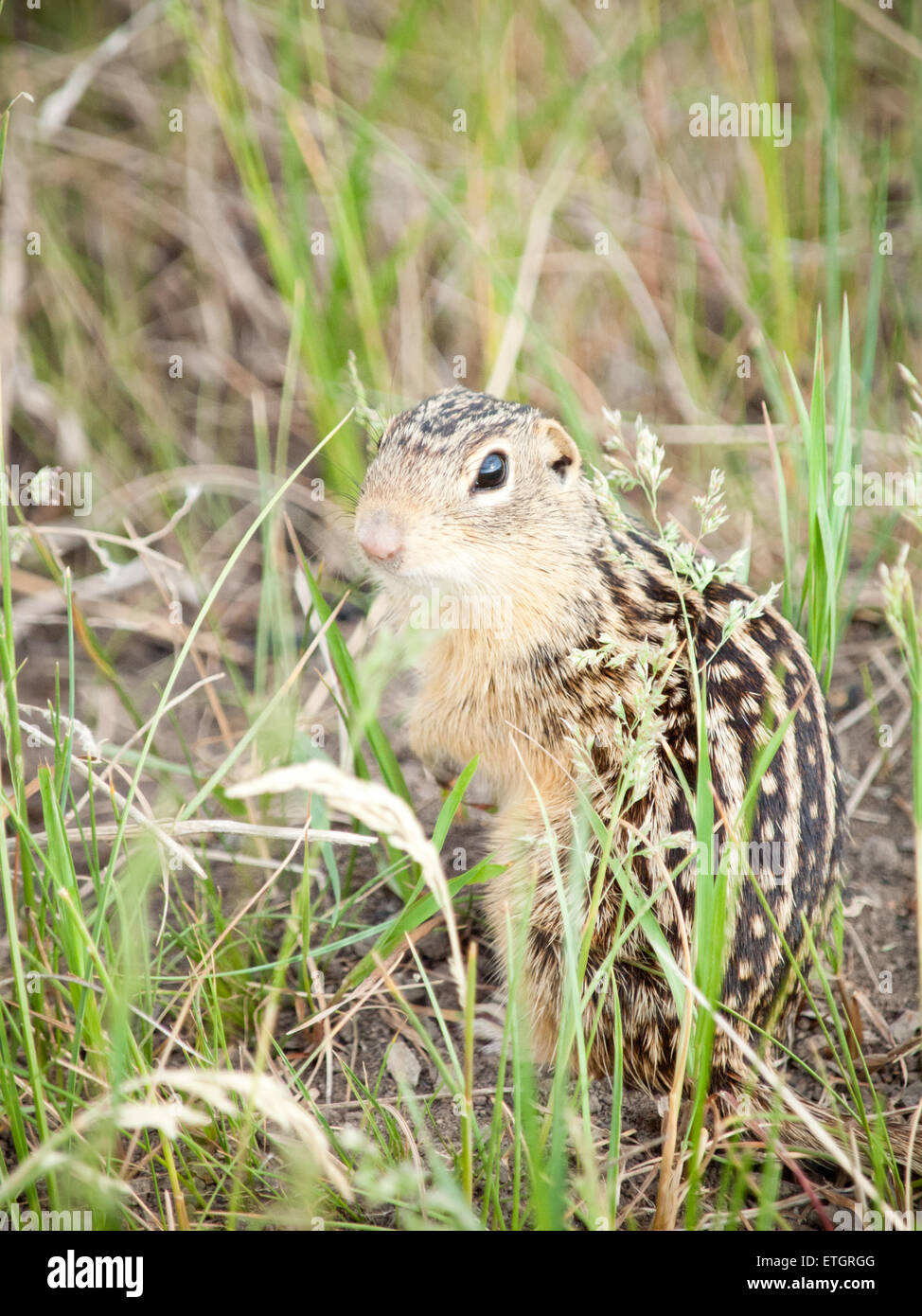 Thirteen lined ground squirrel hi-res stock photography and images - Alamy