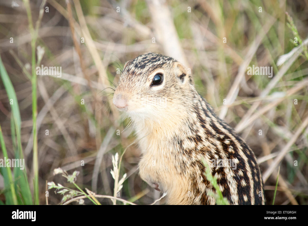 A wild thirteen-lined ground squirrel (Ictidomys tridecemlineatus) near ...