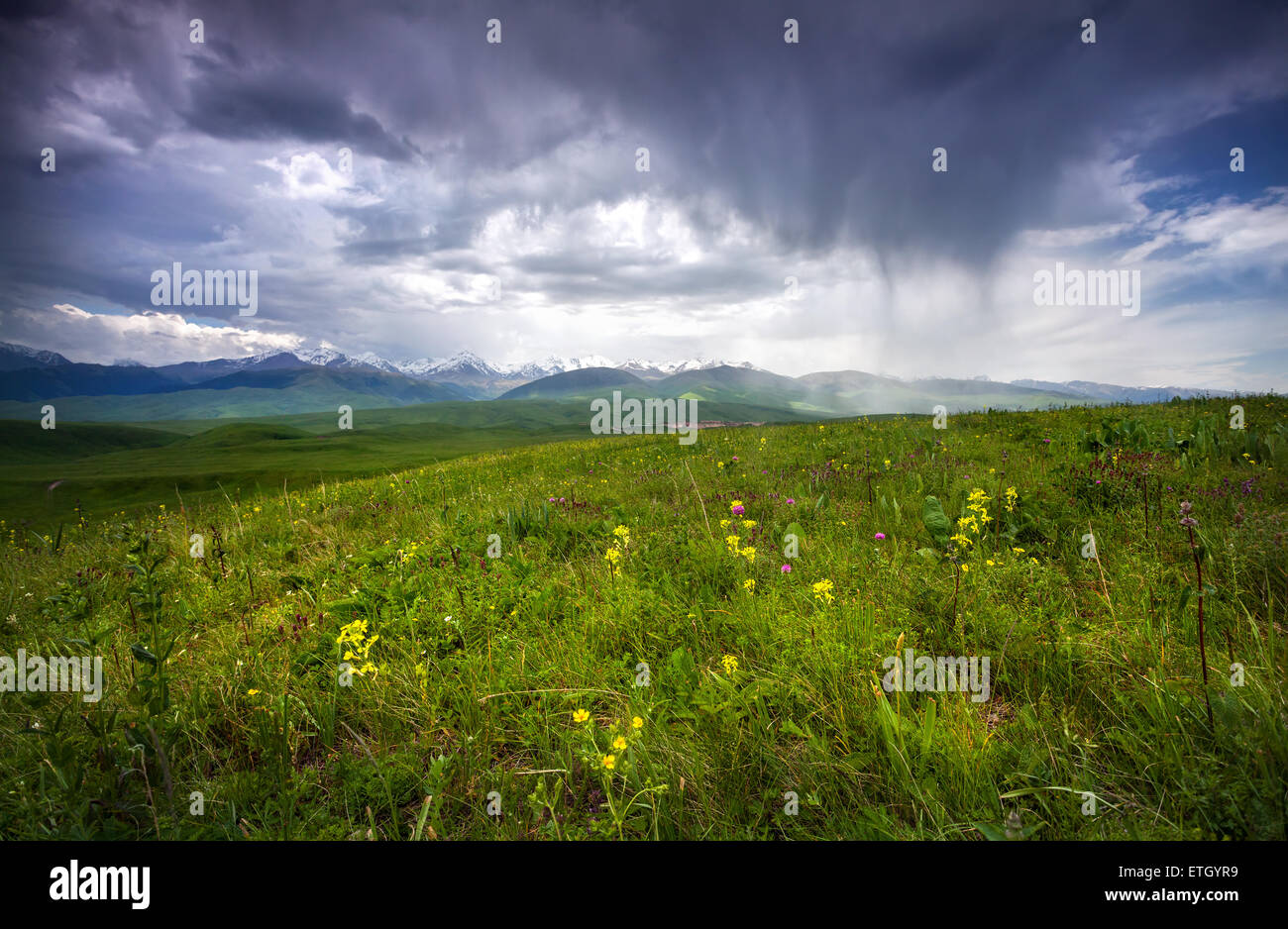 Grass Field and mountains at dramatic overcast sky in Ushkonyr near ...