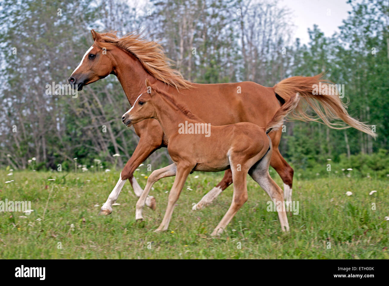 Chestnut Arabian Mare and filly trotting together in meadow Stock Photo ...