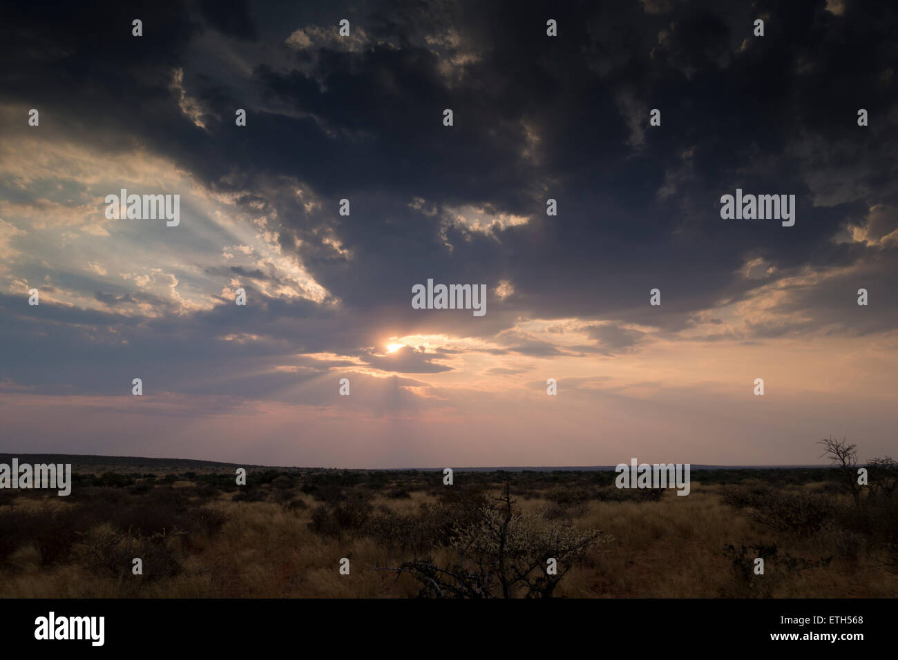 Tswalu game reserve hi-res stock photography and images - Alamy