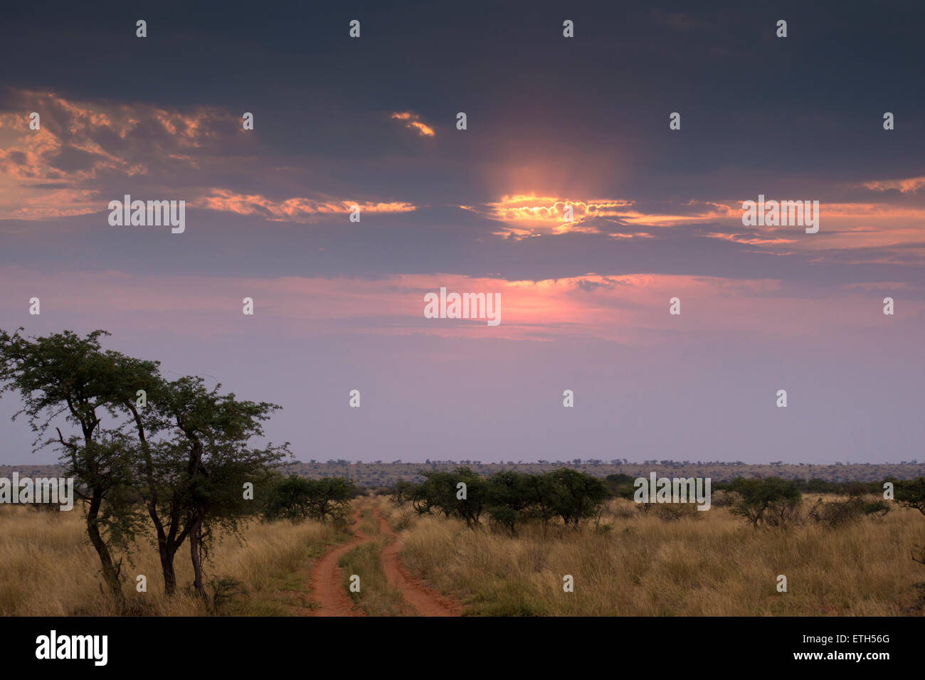 Tswalu private game reserve hi-res stock photography and images - Alamy