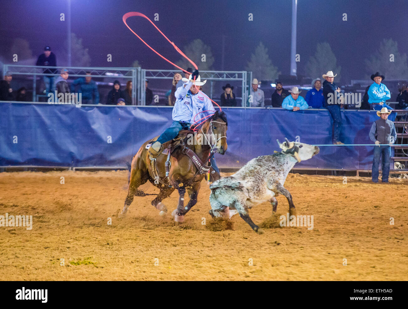 Cowboy Participating in a Calf roping Competition at the Helldorado ...