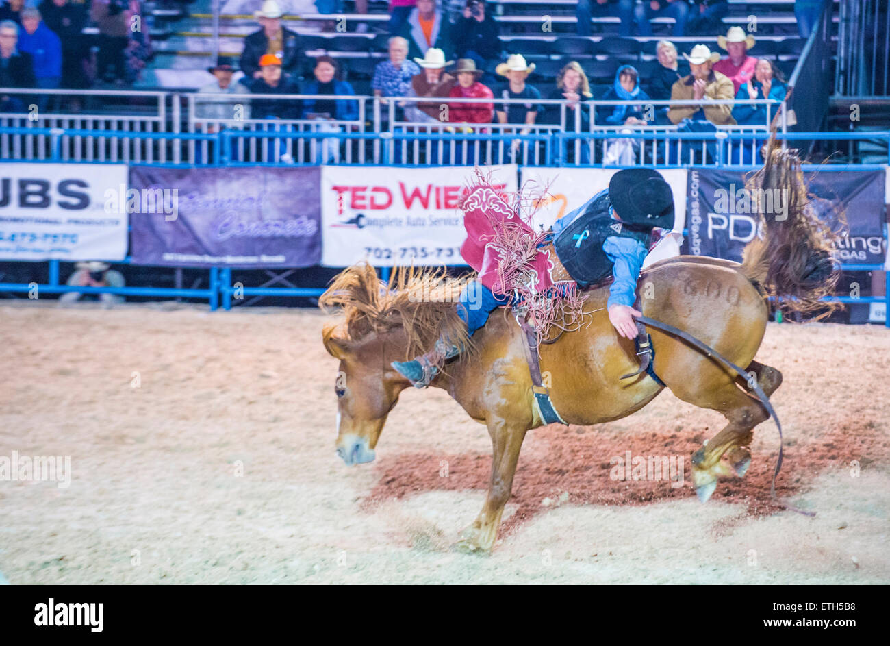 Cowboy Participating in a Bucking Horse Competition at the Helldorado ...