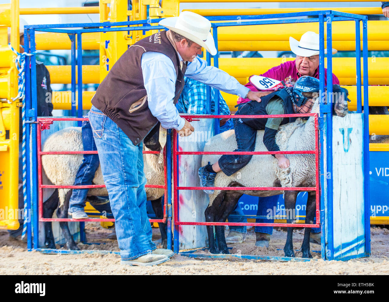 A boy riding on a sheep during a Mutton Busting contest at the Clark ...