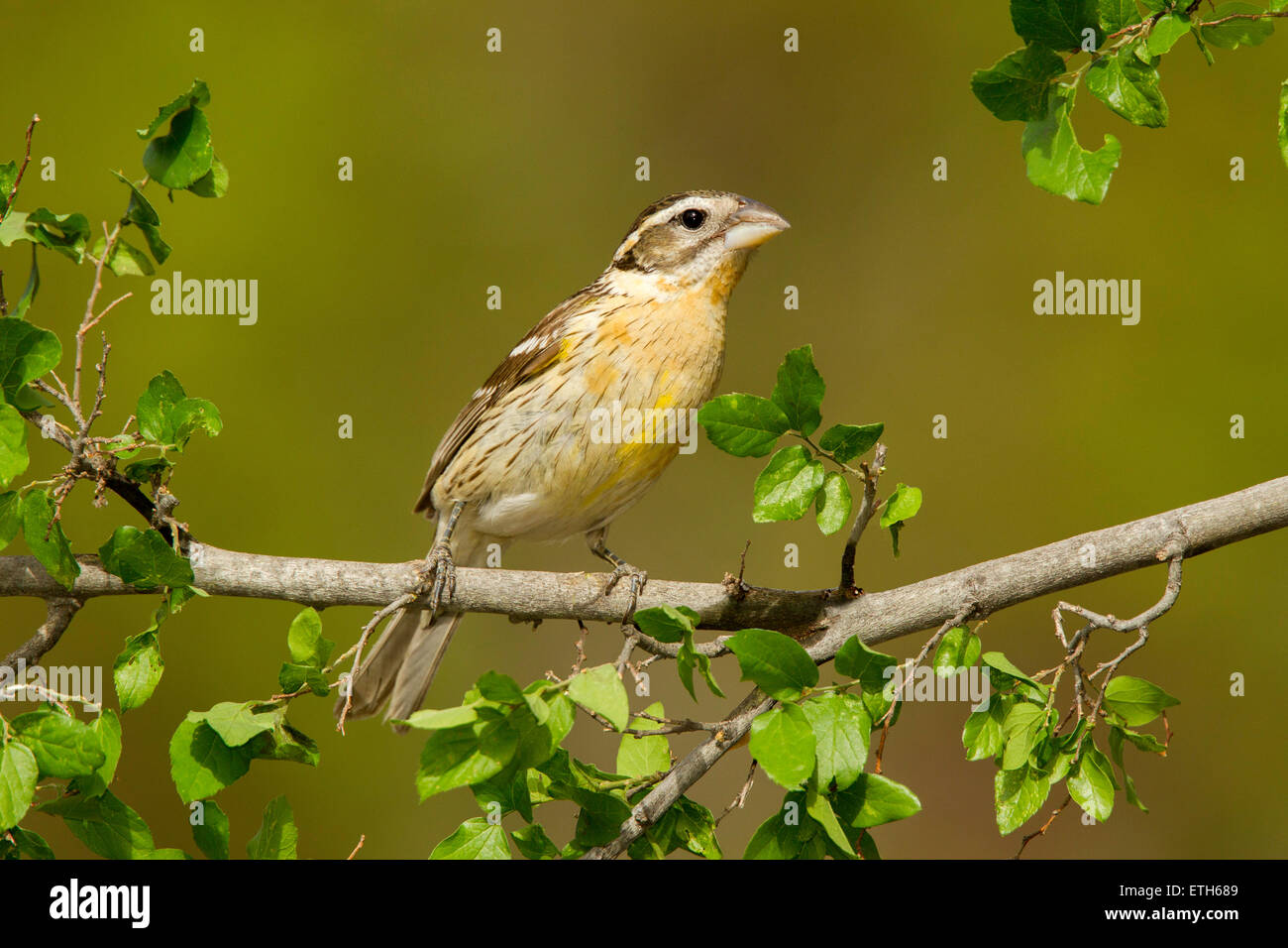 Black-headed Grosbeak Pheucticus melanocephalus Madera Canyon, Santa ...