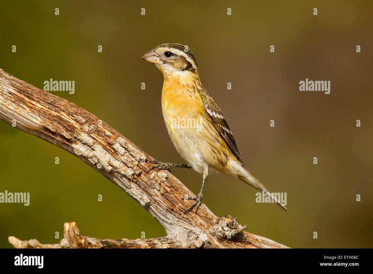 Black-headed Grosbeak Pheucticus melanocephalus Madera Canyon, Santa ...