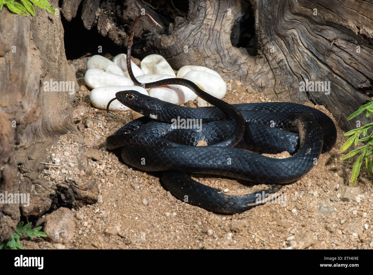 Coachwhip Masticophis flagellum Tucson, Pima County, Arizona, United ...