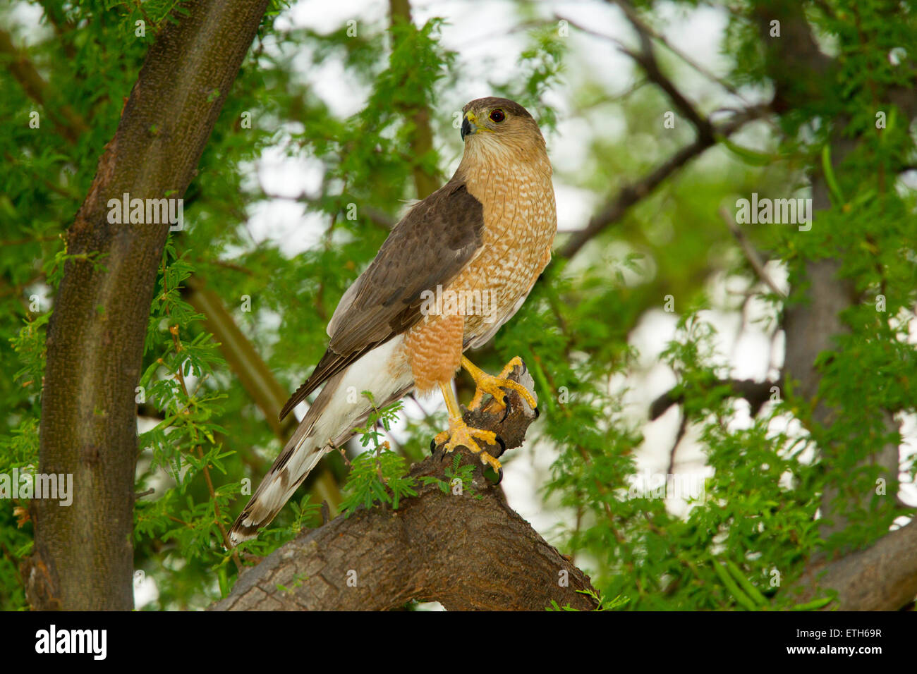 Female coopers hawk hi-res stock photography and images - Alamy