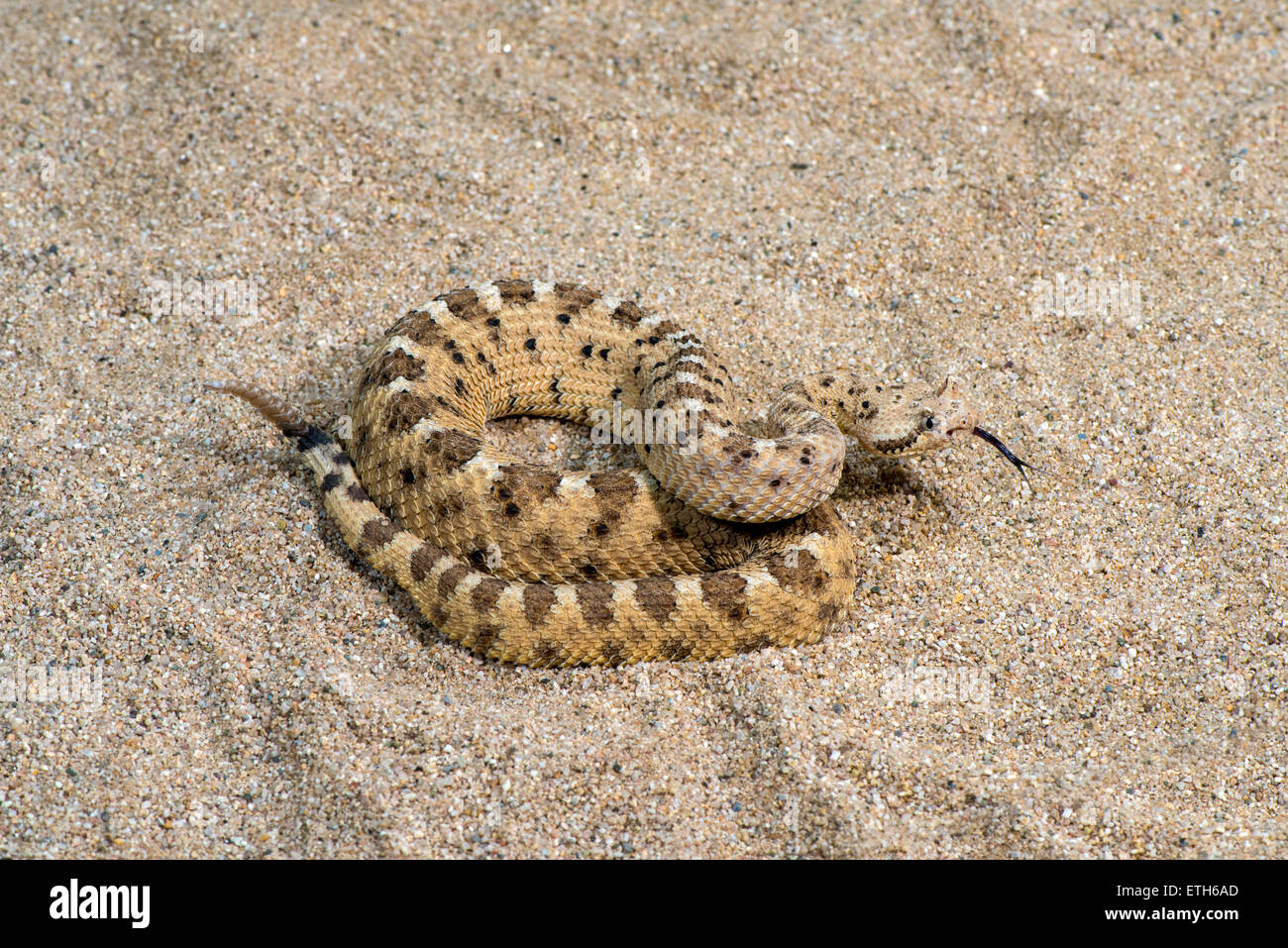 Sidewinder Snake Logo