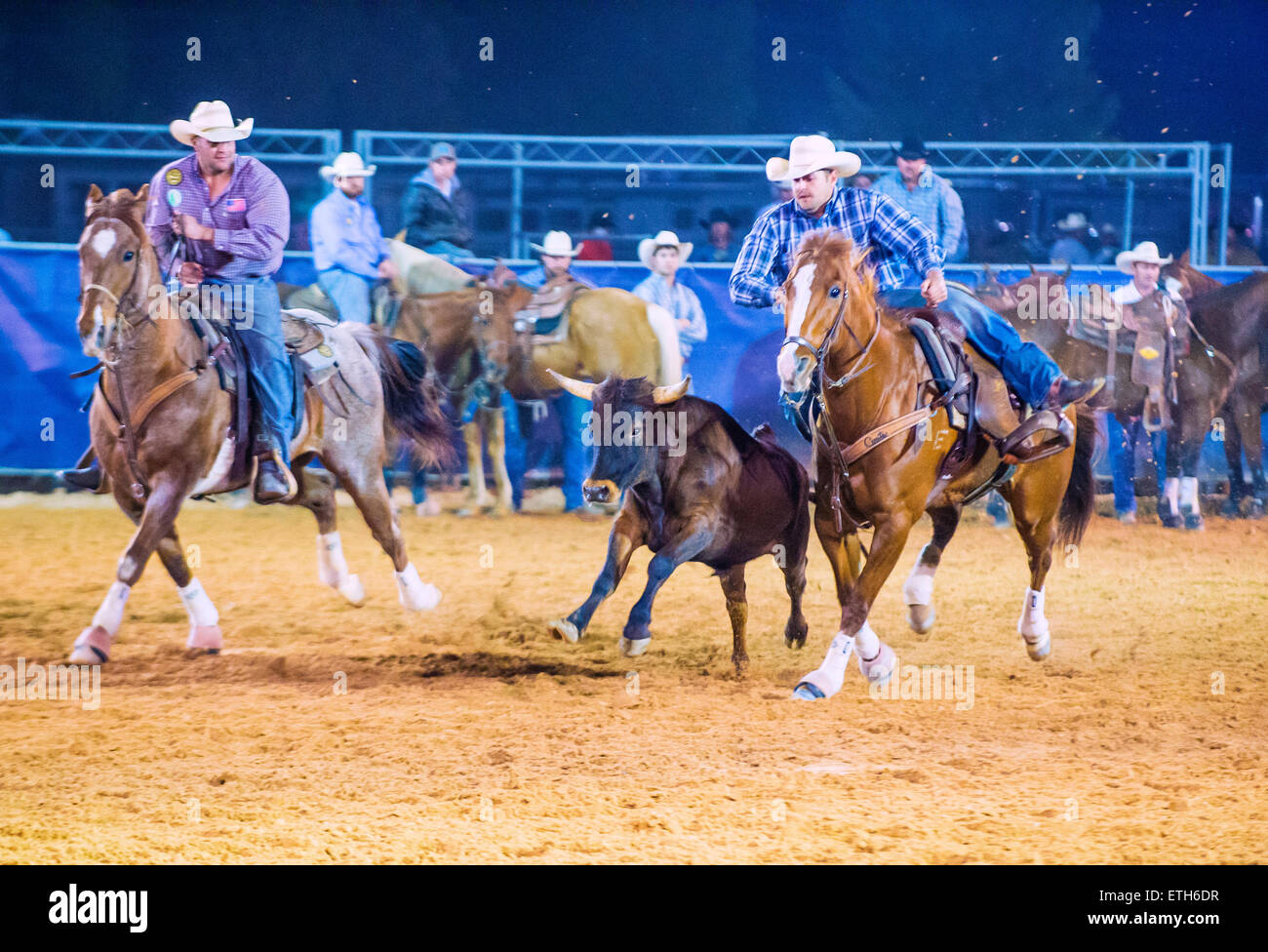 Cowboys Participating in a Calf roping Competition at the Helldorado ...