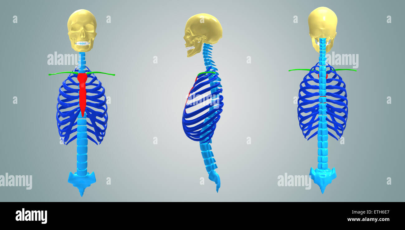human skeleton parts anatomy 3d illustration Stock Photo - Alamy