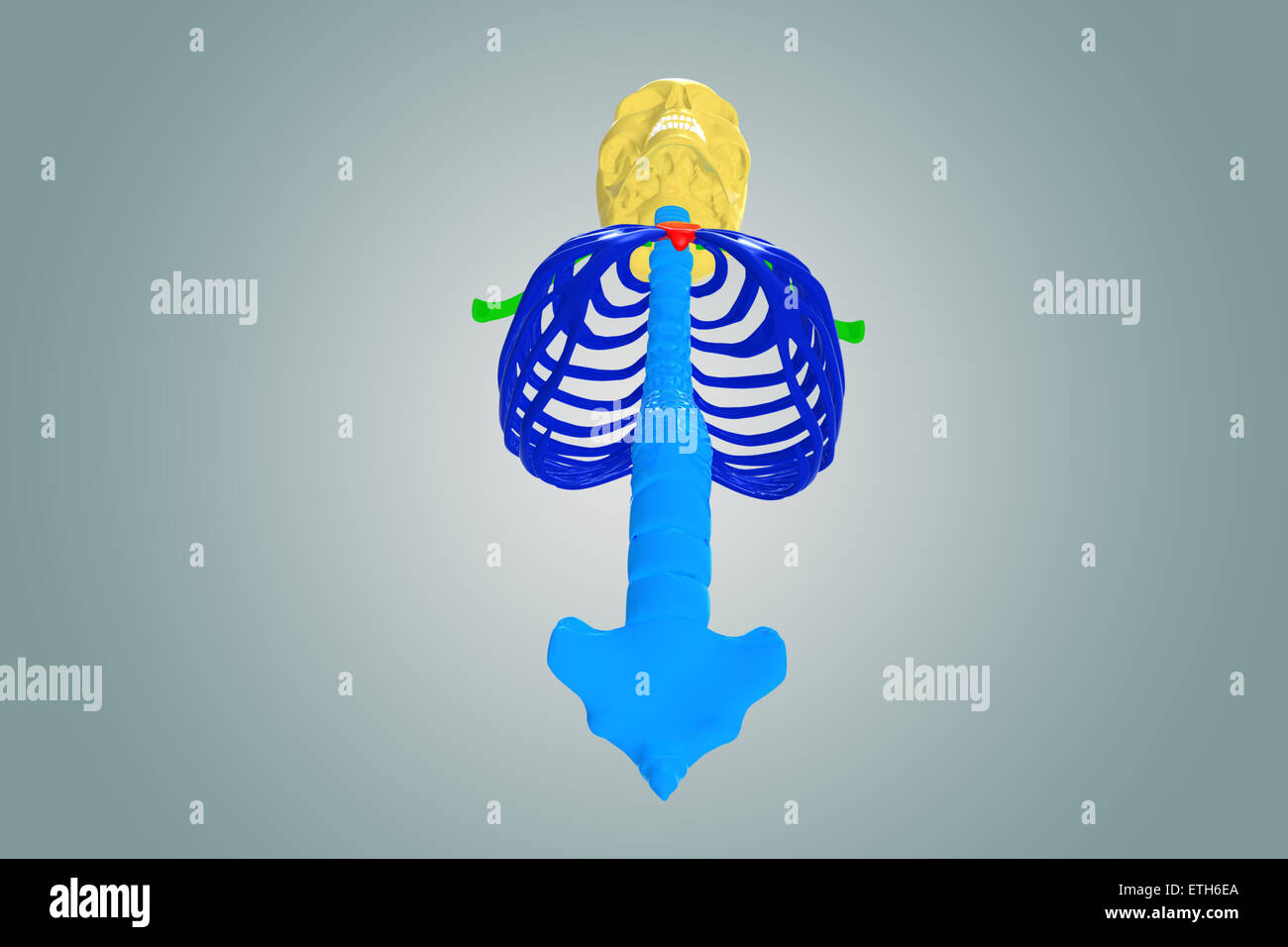 human skeleton parts anatomy 3d illustration Stock Photo - Alamy