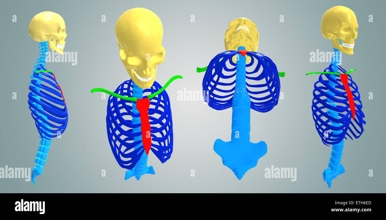 human skeleton parts anatomy 3d illustration Stock Photo - Alamy