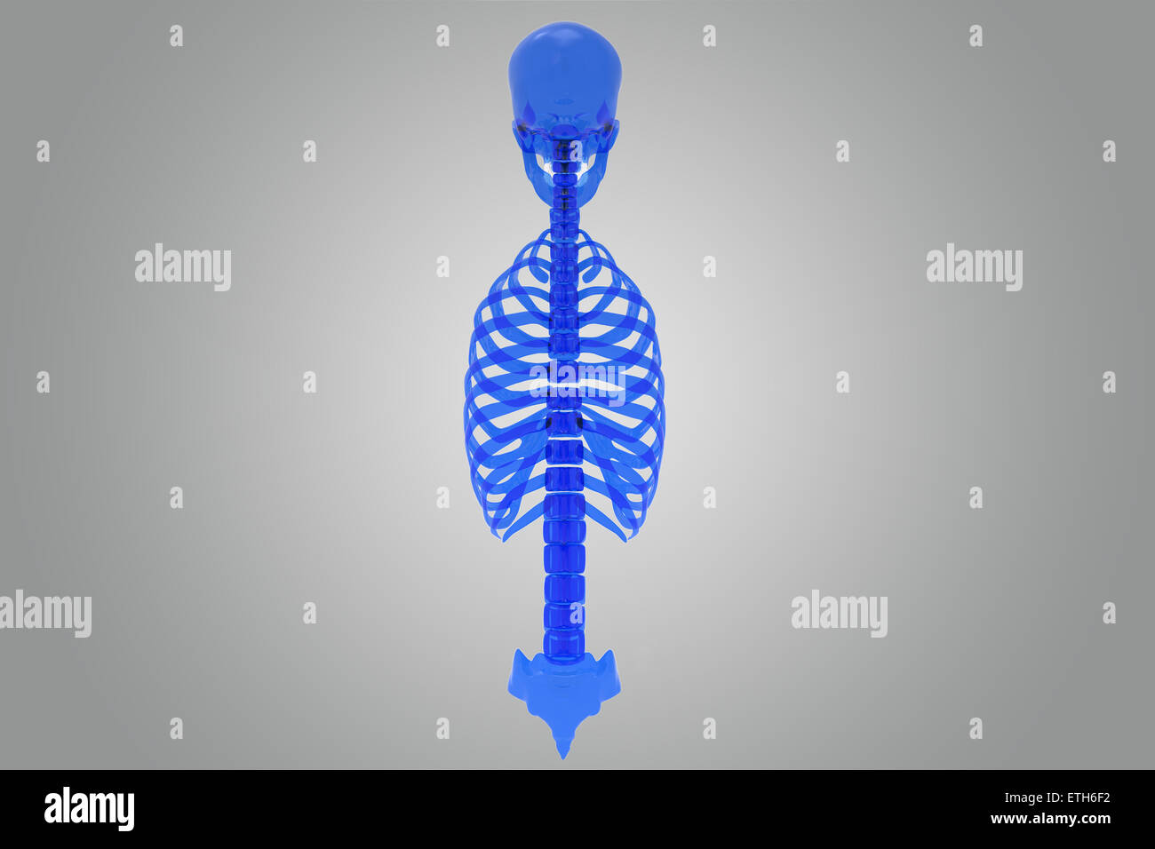 human skeleton parts anatomy 3d illustration Stock Photo - Alamy