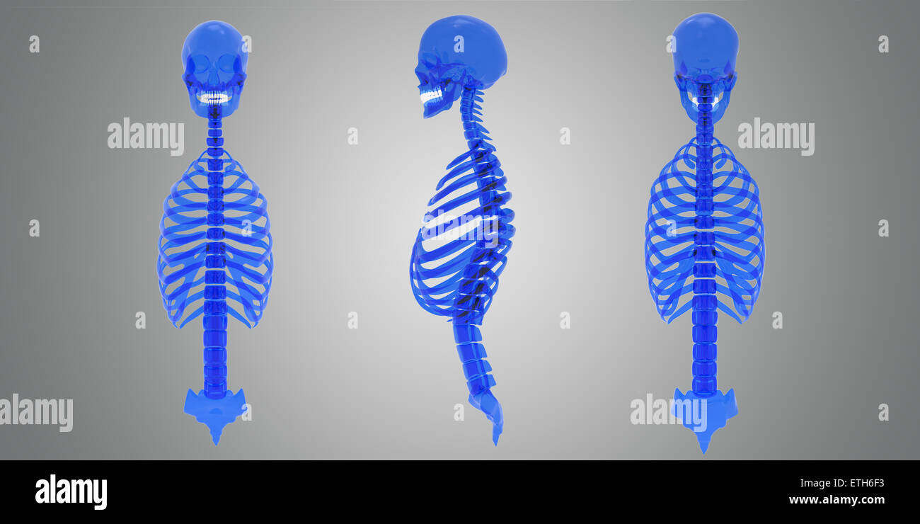 human skeleton parts anatomy 3d illustration Stock Photo - Alamy