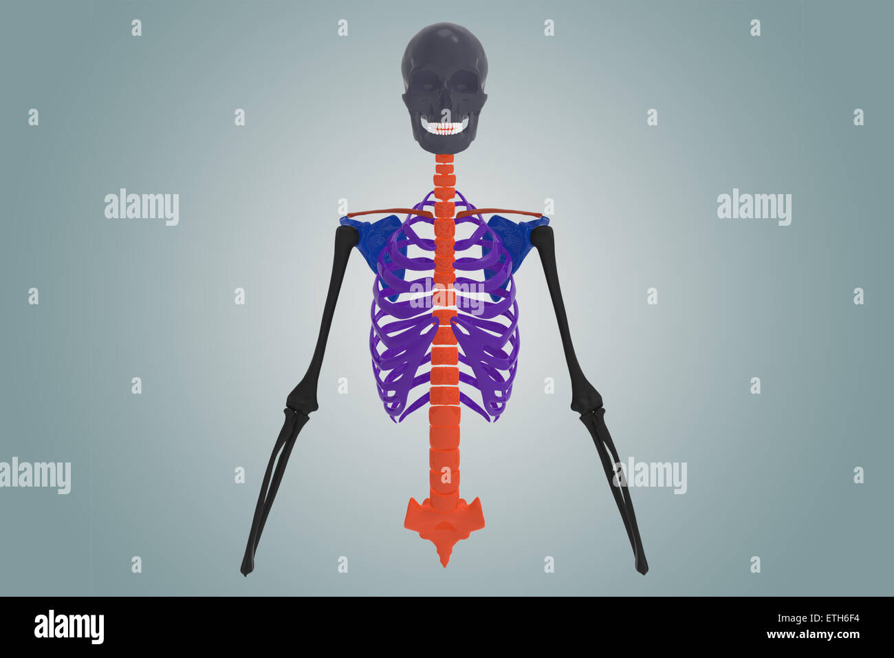 human skeleton parts anatomy 3d illustration Stock Photo - Alamy