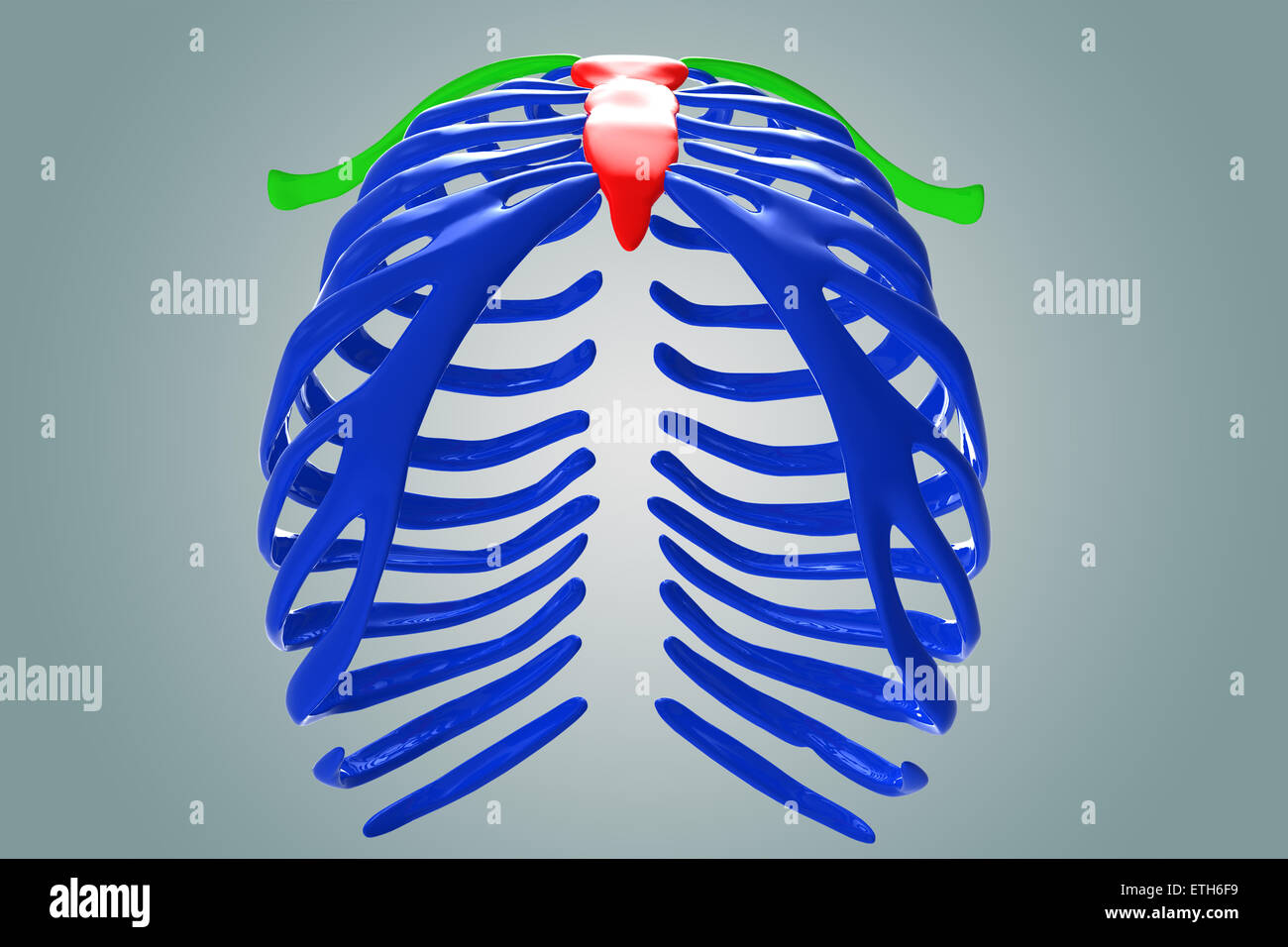 human skeleton parts anatomy 3d illustration Stock Photo - Alamy