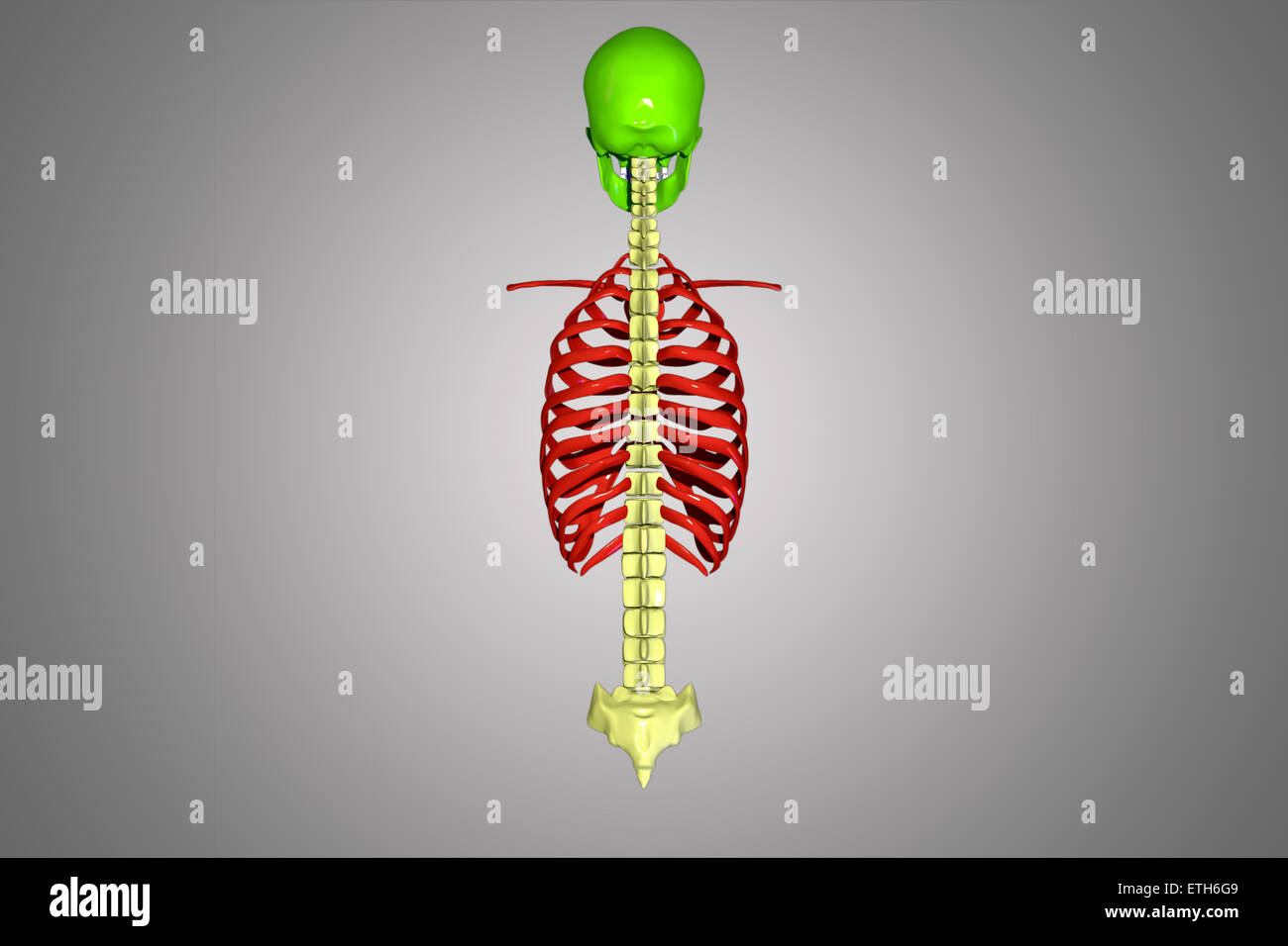 Rib cage organs hi-res stock photography and images - Alamy