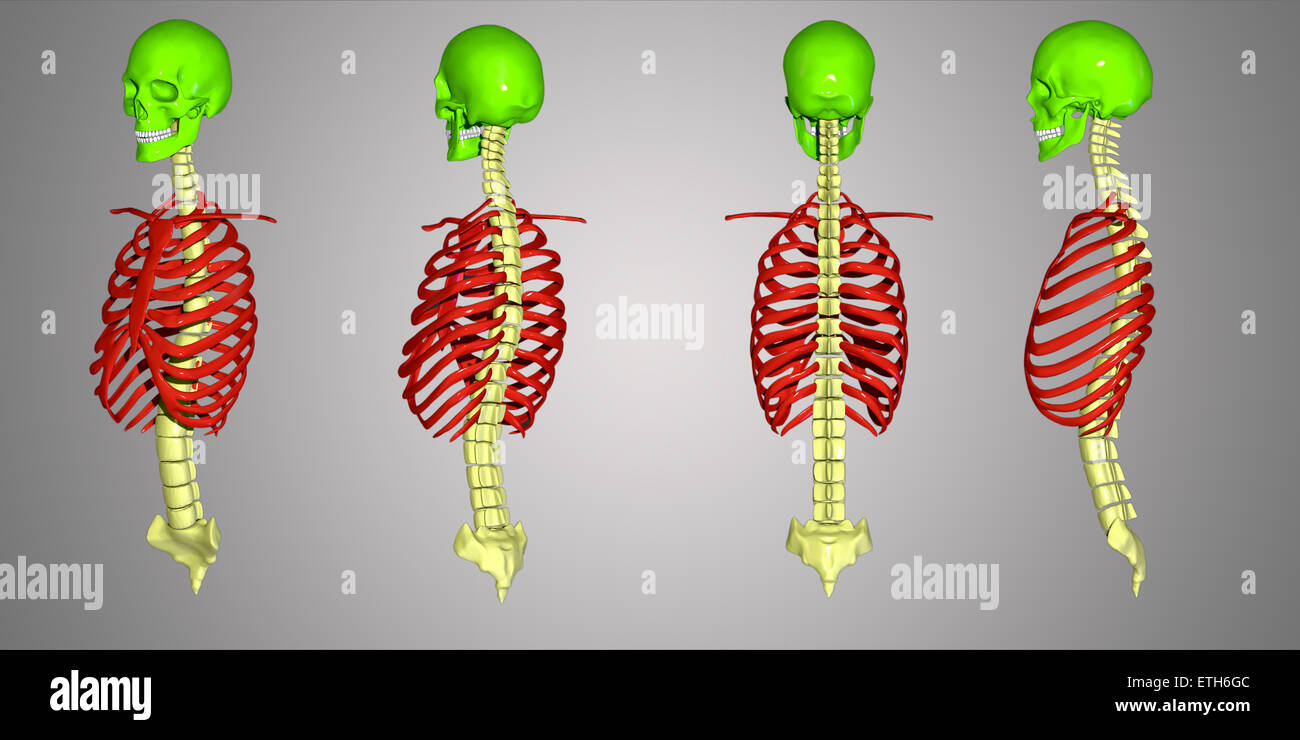 Skull with ribs Stock Photo - Alamy
