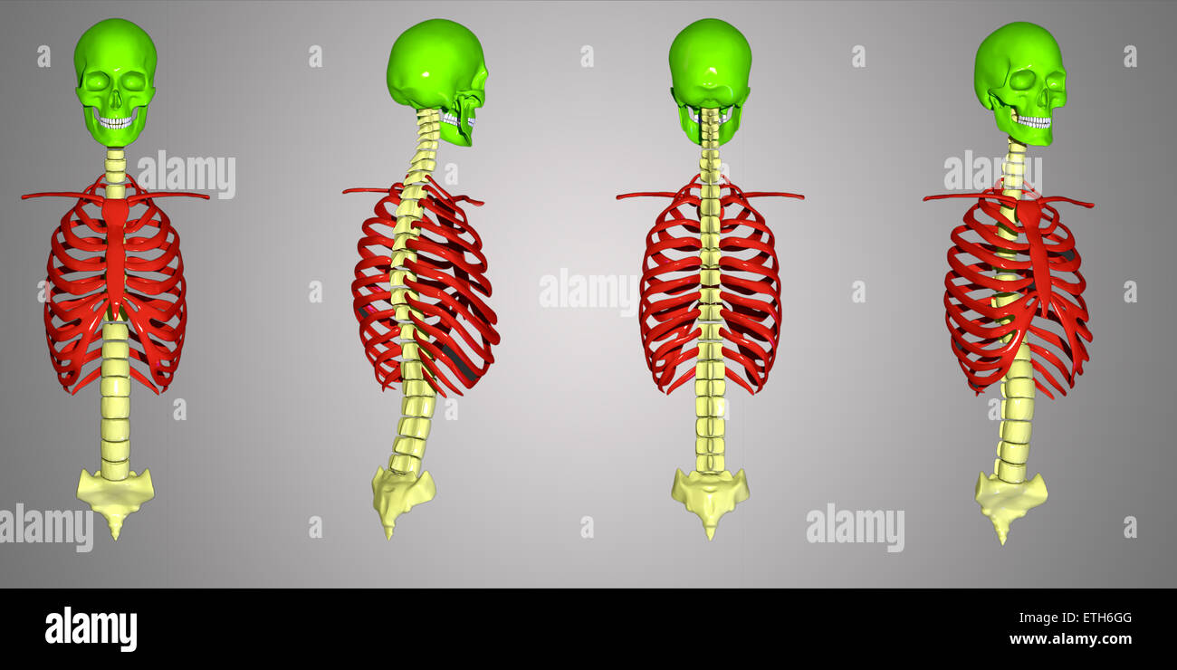 Skull with ribs Stock Photo - Alamy