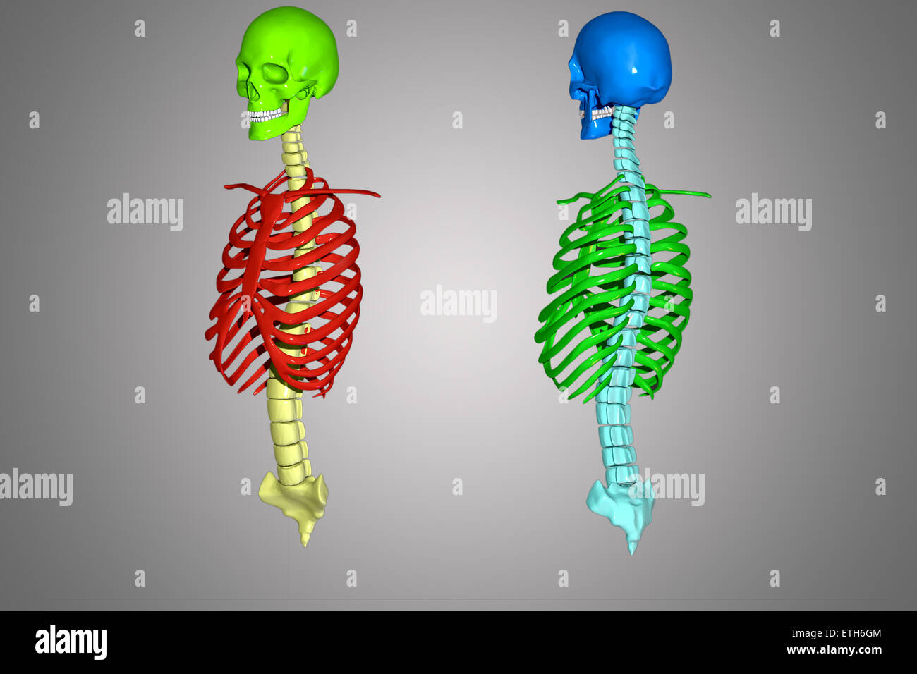 Bone system hi-res stock photography and images - Alamy