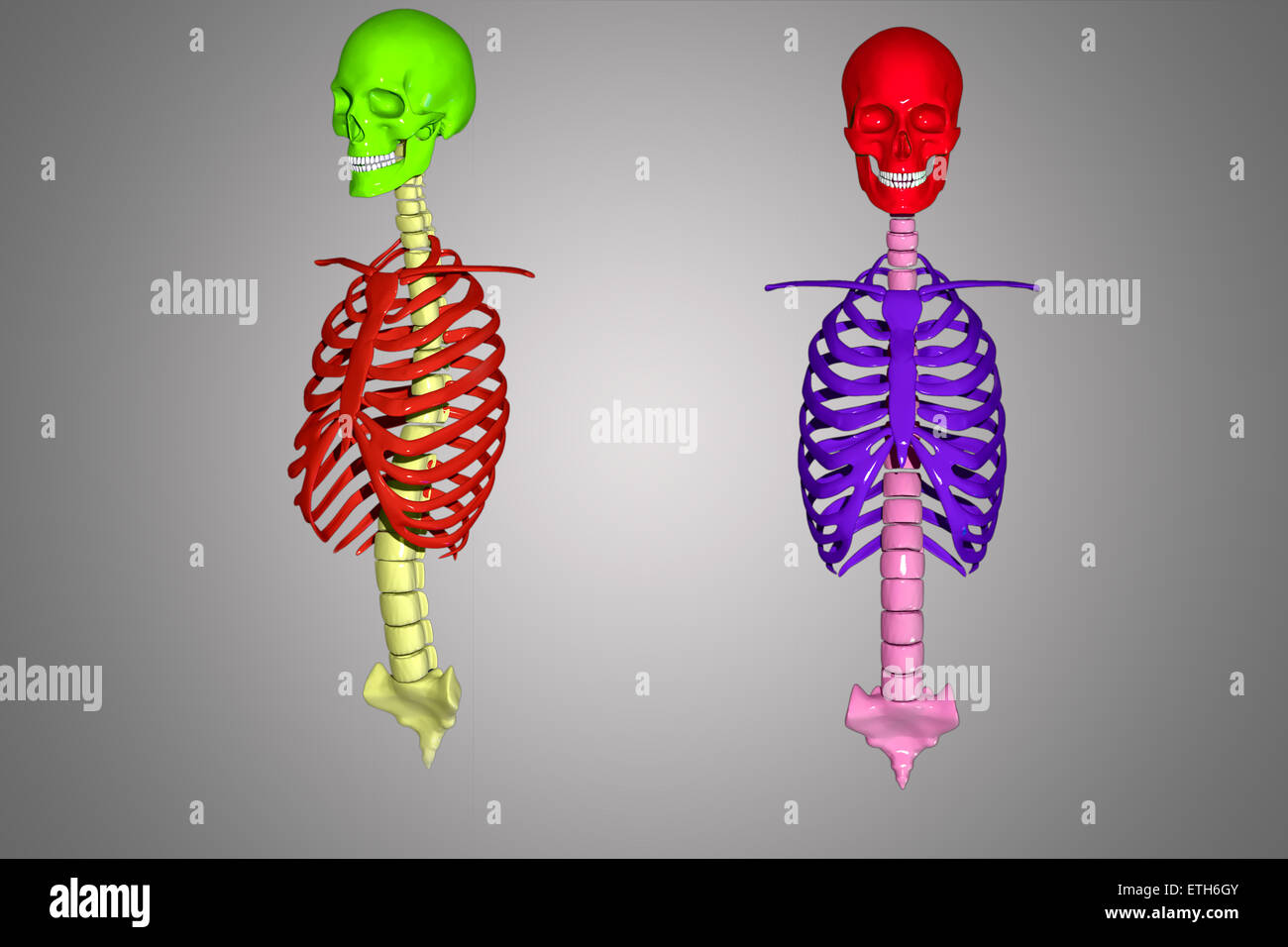 Rib cage organs hi-res stock photography and images - Alamy