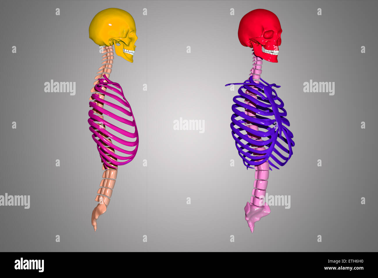 Rib cage organs hi-res stock photography and images - Alamy