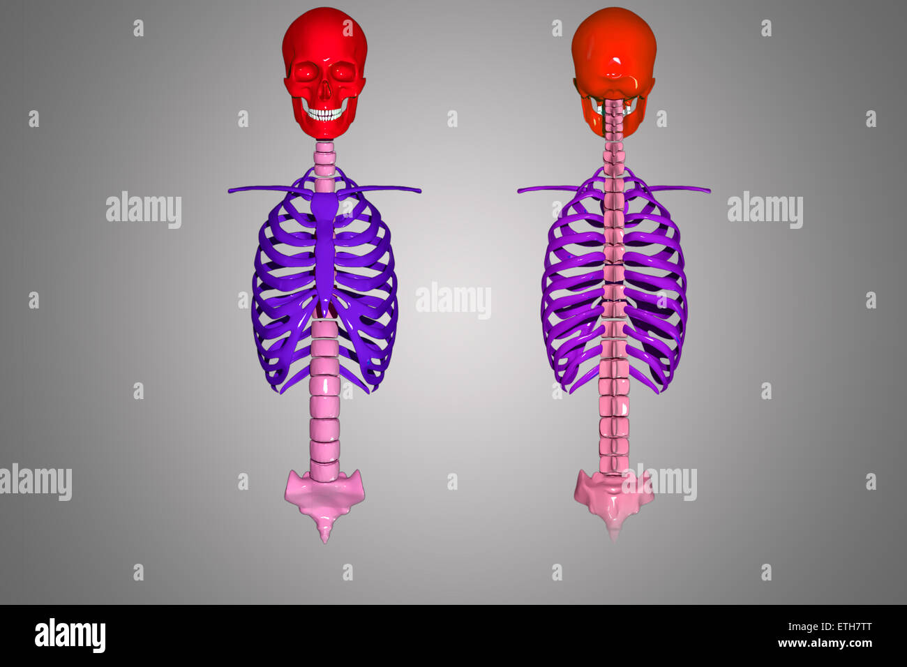 Skull with ribs Stock Photo - Alamy