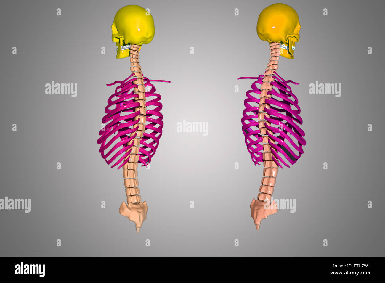 Skull with ribs Stock Photo - Alamy