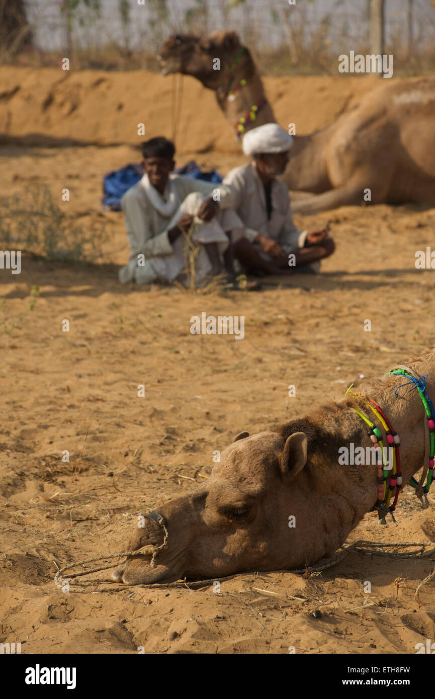 Tired camel hi-res stock photography and images - Alamy