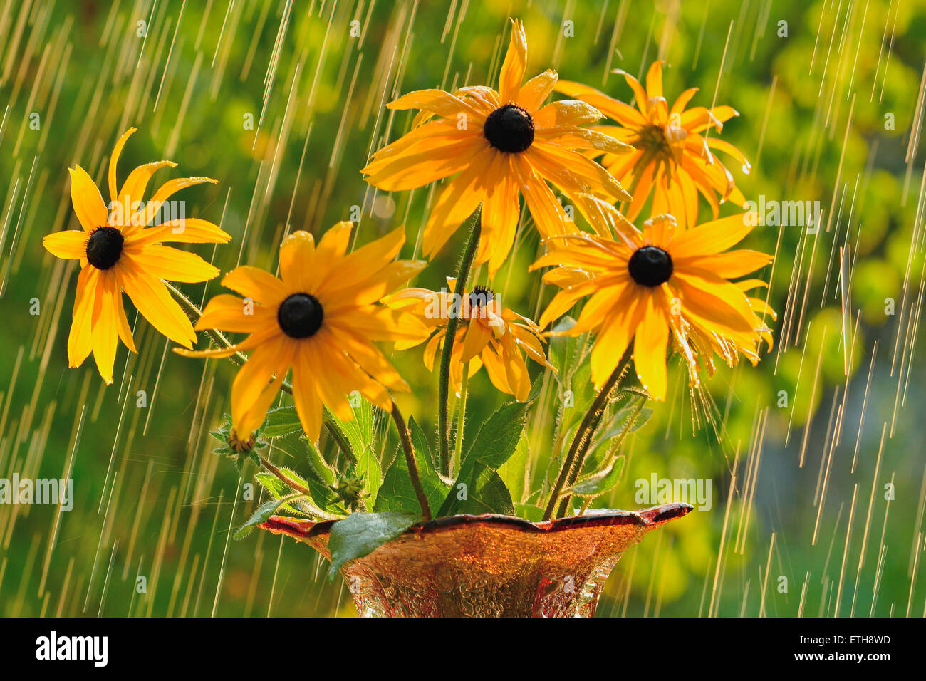 Summer rain and yellow flowers Stock Photo - Alamy