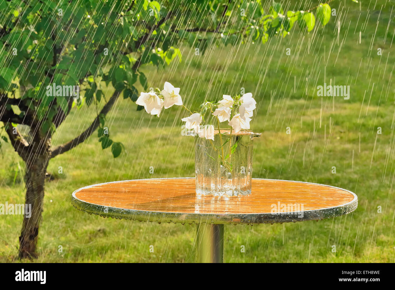 Summer rain and white bells Stock Photo - Alamy