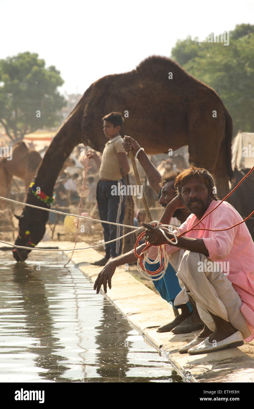 Camels drinking from a water trough at the Camel Fair, Pushkar ...