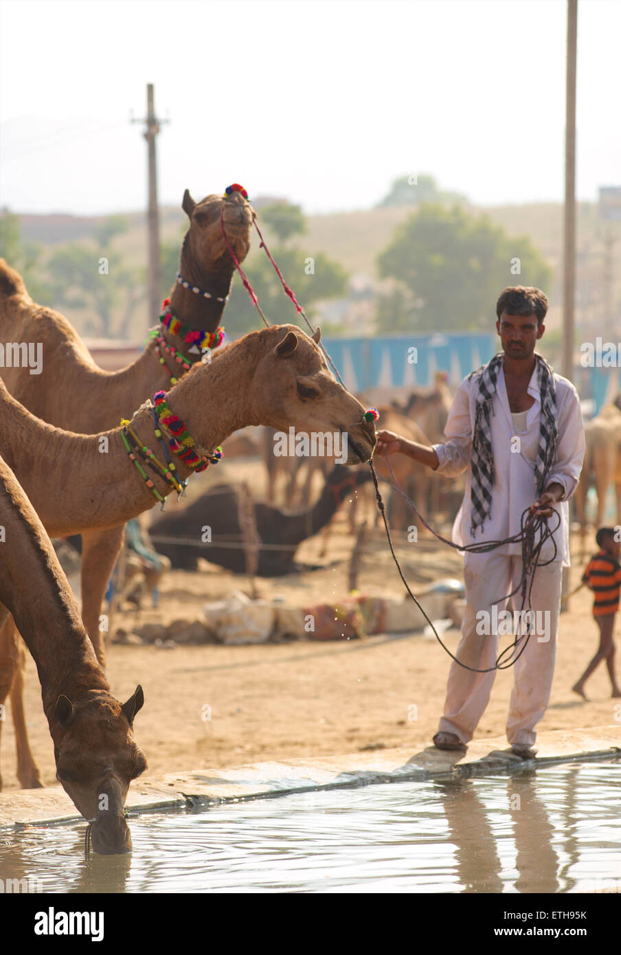 Camels drinking from a water trough at the Camel Fair, Pushkar ...